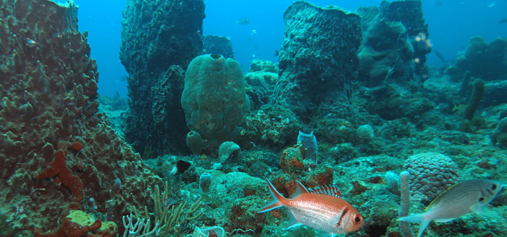 Artificial Reefs Matter - Manatee Lagoon