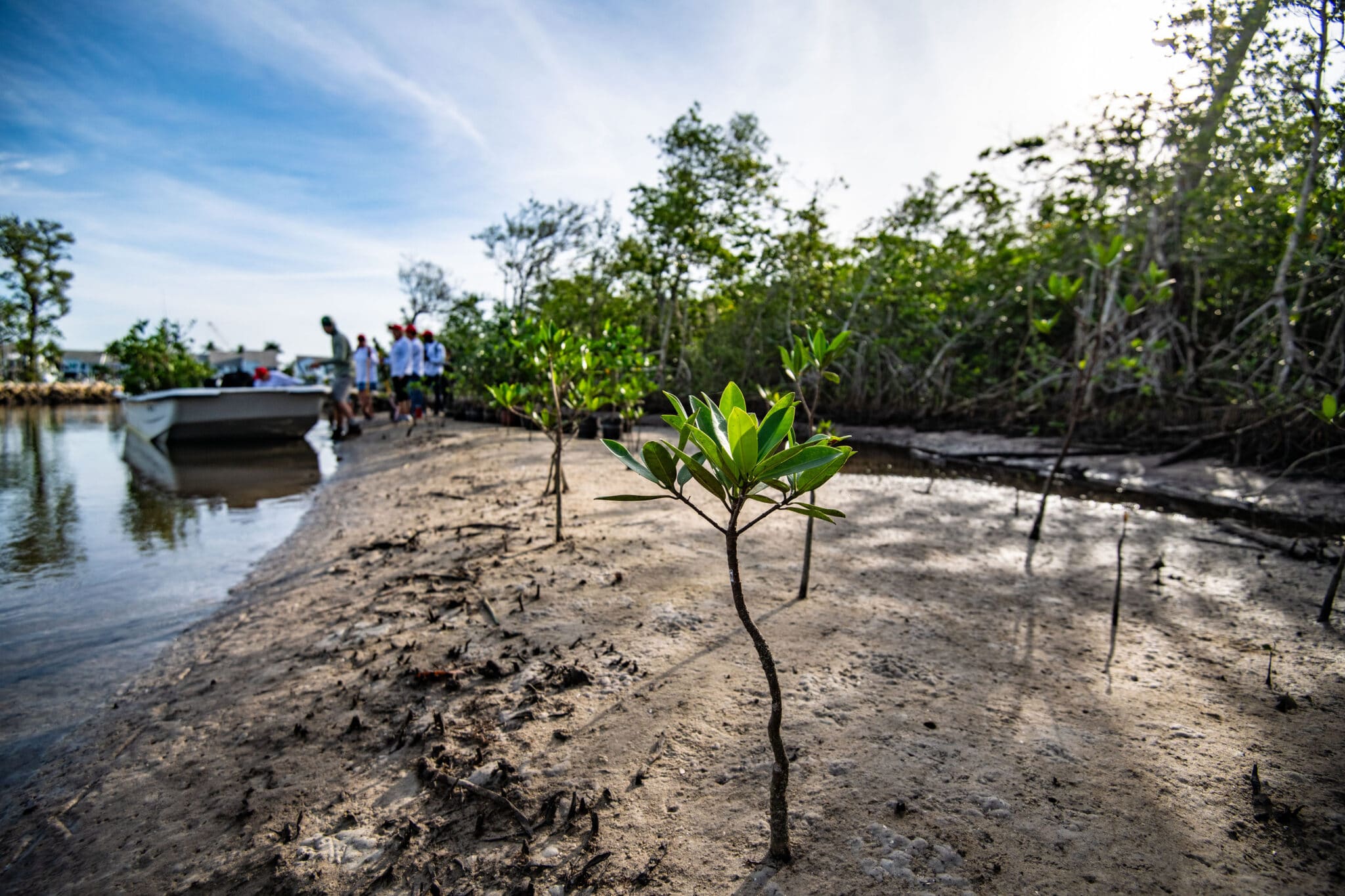 Why Mangroves Matter: Ecosystems, Communities & Stewardship - Manatee Lagoon
